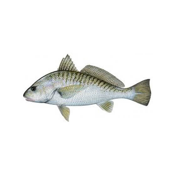 White Irani Mushka Goli Fish (Silver Croaker) High Quality 2kg (Ahmed