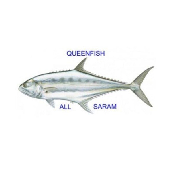 Queen Fish (Saram or Alhari) 2kg after cleaning (Next Day Delivery) (A
